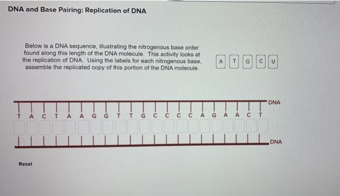 Solved DNA and Base Pairing: Replication of DNA Below is a | Chegg.com