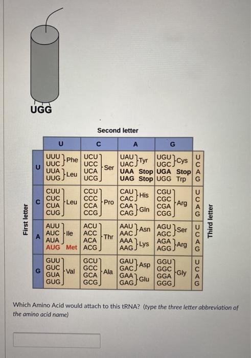 Solved O UGG What codon would this tRNA attach to? (Type | Chegg.com