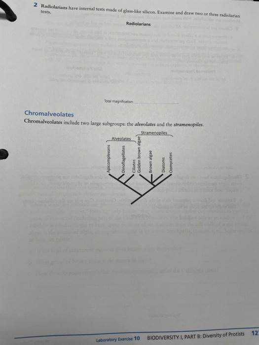 Solved Rhizarians Although they are not related to | Chegg.com