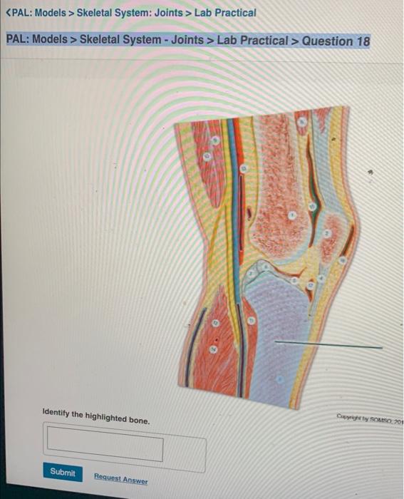 Skeletal System: Joints > Lab Practical PAL: Models | Chegg.com Skeletal System: Joints > Lab Practical PAL: Models | Chegg.com