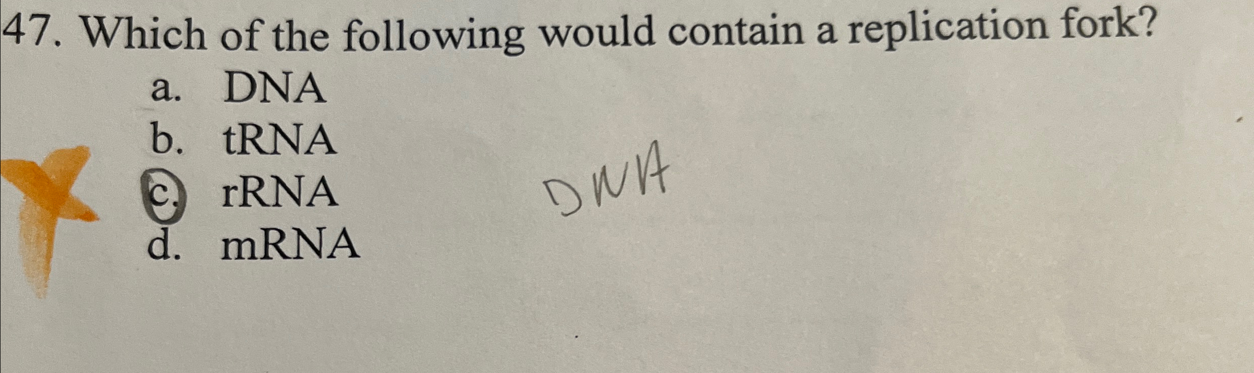 Solved Which of the following would contain a replication | Chegg.com