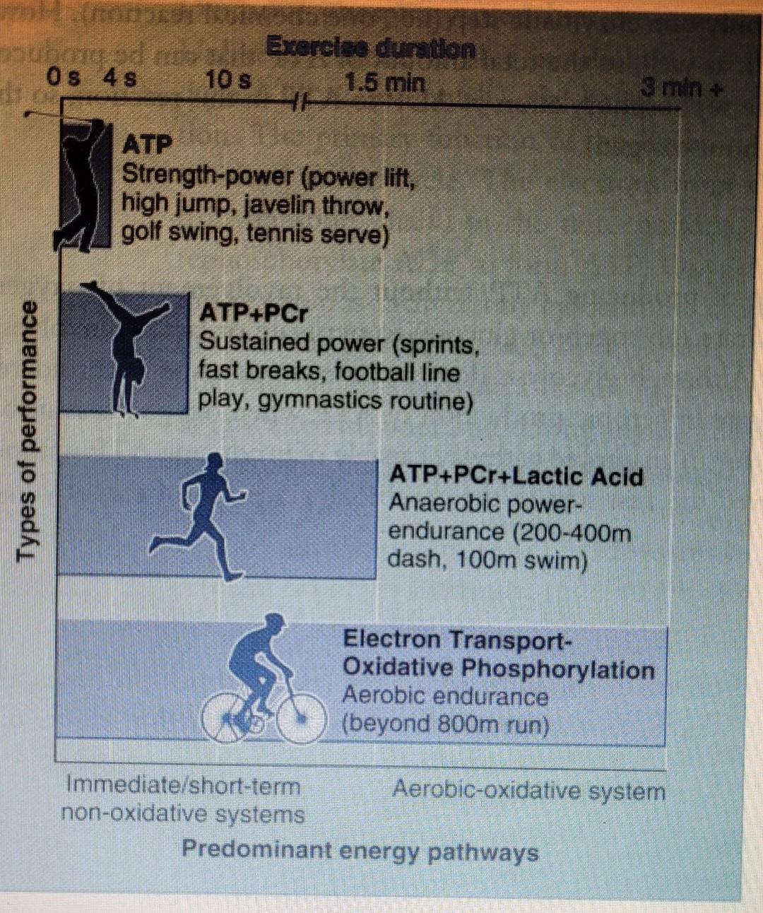 Solved 2. Going off the four energy systems (figure 5.4) | Chegg.com