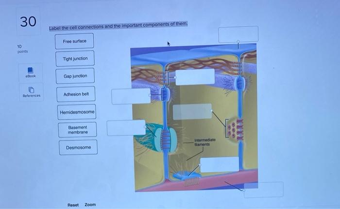 Solved 30 Label the cell connections and the important | Chegg.com