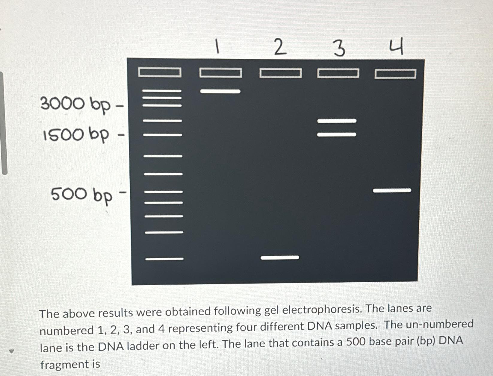 The above results were obtained following gel | Chegg.com