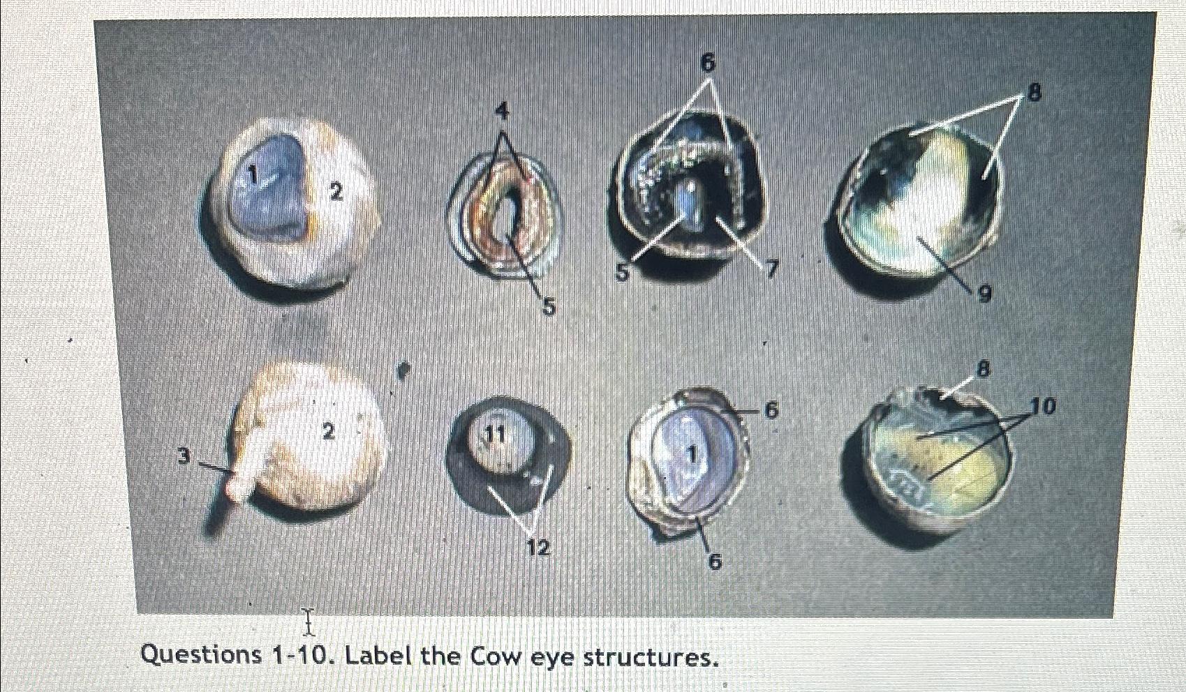 Solved Questions 1-10. ﻿Label the Cow eye structures. | Chegg.com