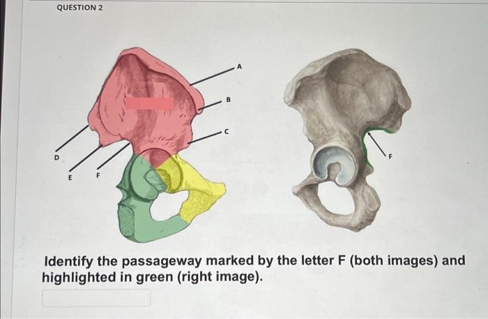 Solved QUESTION 2 Identify the passageway marked by the | Chegg.com