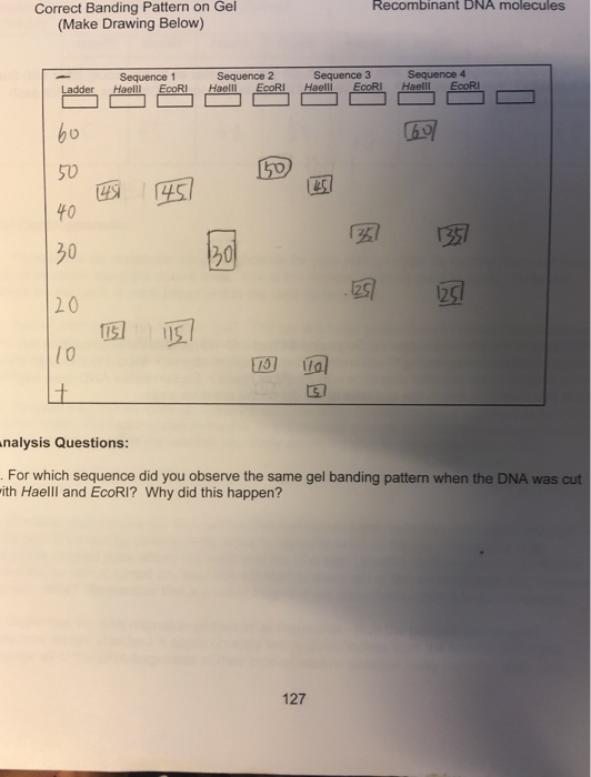 Solved Correct Banding Pattern on Gel (Make Drawing Below) | Chegg.com