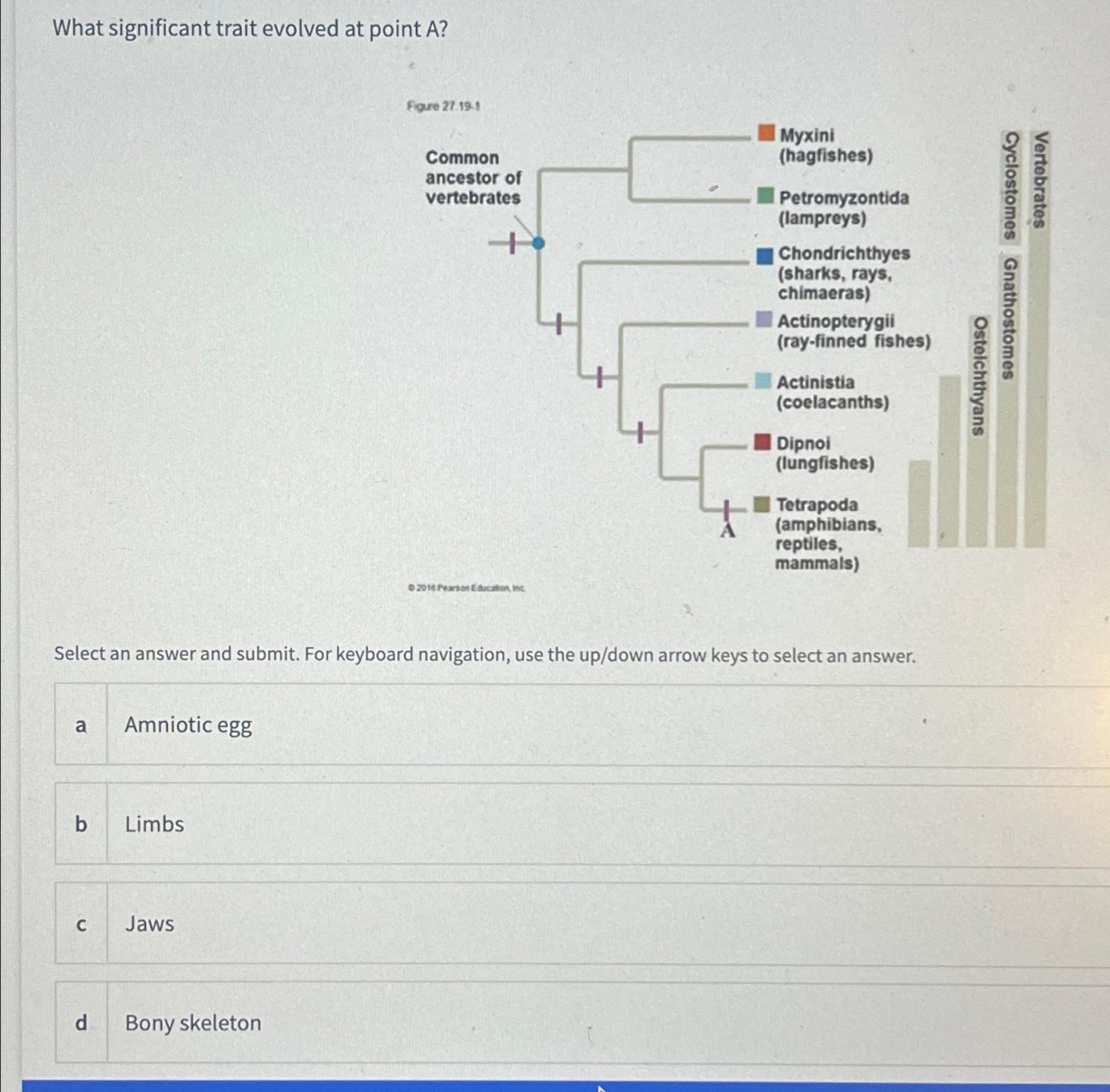Solved What significant trait evolved at point A?Fore | Chegg.com