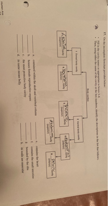 Solved 17. On the incomplete flowchart provided below: Fill | Chegg.com