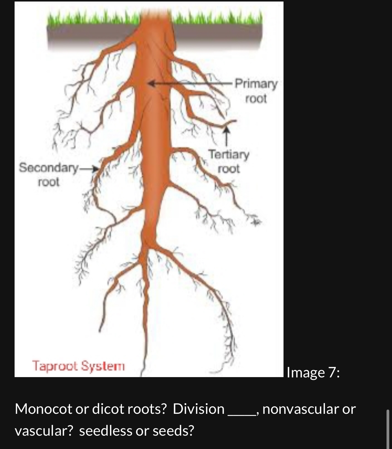 Solved Image 7 ﻿:Monocot or dicot roots? Division q, , | Chegg.com