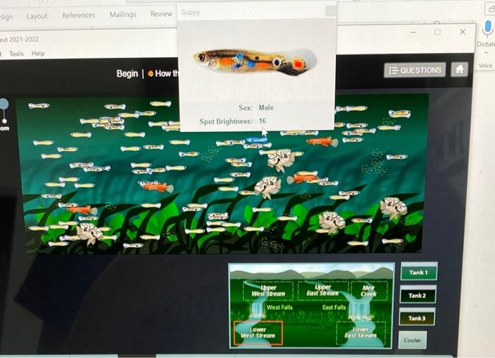 Solved the male guppies are the ones with colorful spots . | Chegg.com