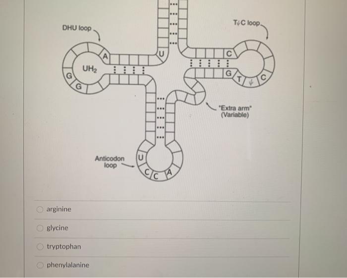 Solved What is the anticodon on the initiator tRNA? 3'GUAS | Chegg.com