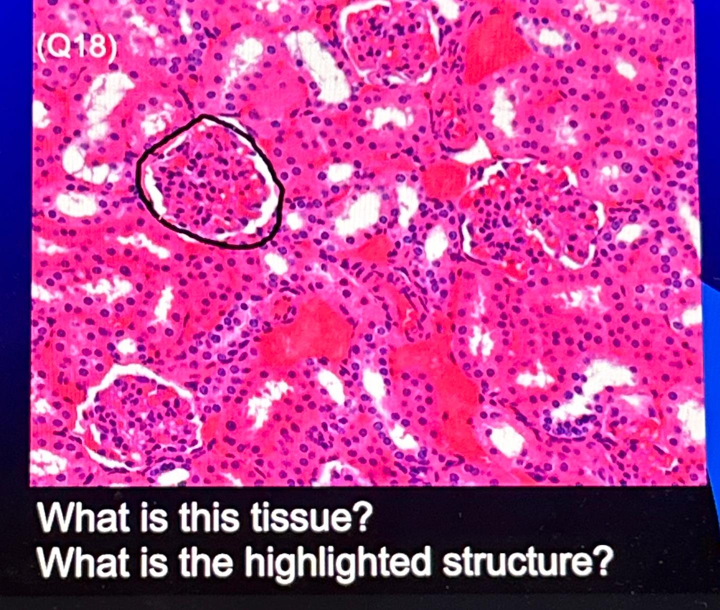 Solved What is this tissue?What is the highlighted | Chegg.com