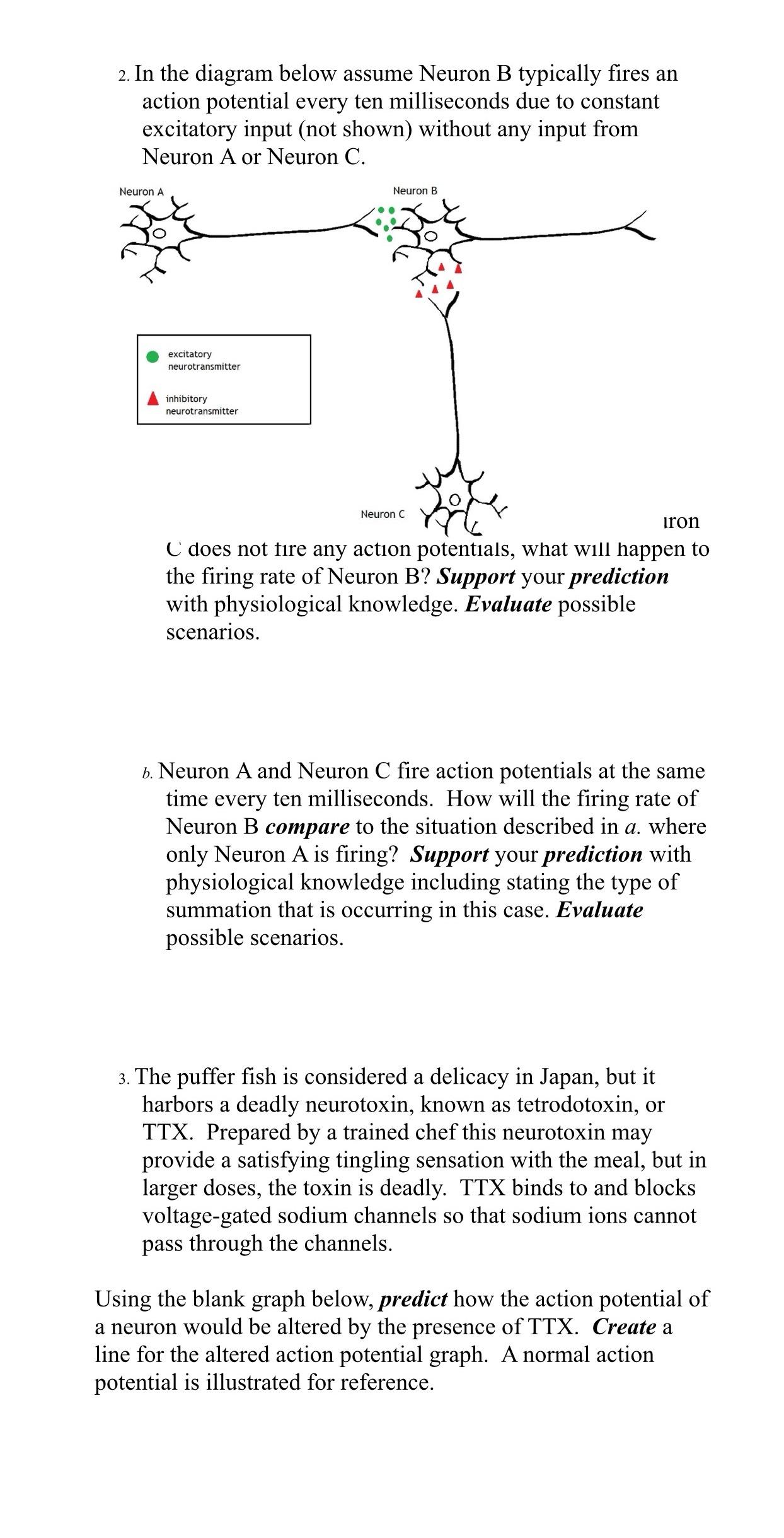 Solved In the diagram below assume Neuron B typically fires | Chegg.com