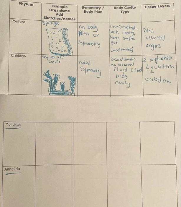 Solved Phylum Tissue Layers Symmetry / Body Plan Body Cavity | Chegg.com