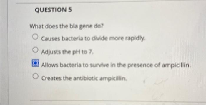 Solved What does the bla gene do? Causes bacteria to divide | Chegg.com
