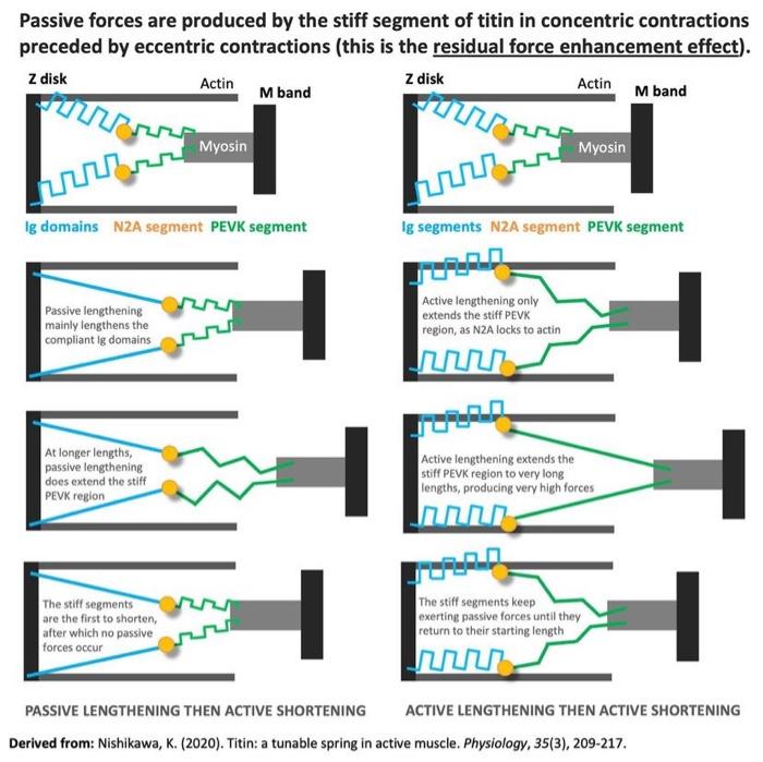 Solved It was said that this model explains why we are | Chegg.com