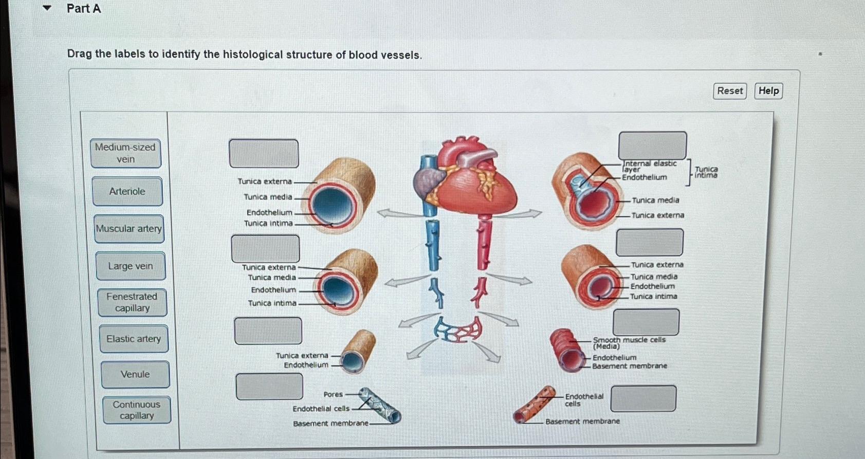 Solved Part ADrag the labels to identify the histological | Chegg.com