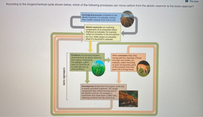 Solved I Review According to the biogeochemical cycle shown | Chegg.com