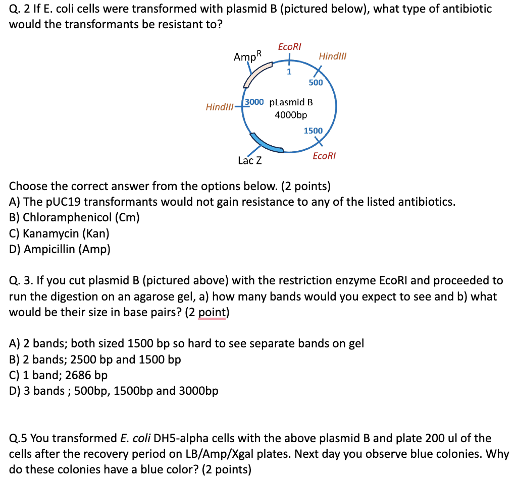 Solved Q. 2 ﻿If E. ﻿coli cells were transformed with plasmid | Chegg.com