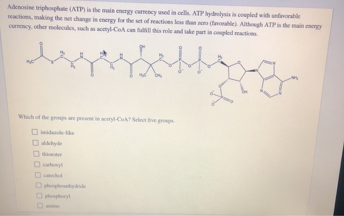 Solved: Adenosine Triphosphate (ATP) Is The Main Energy Cu... | Chegg.com
