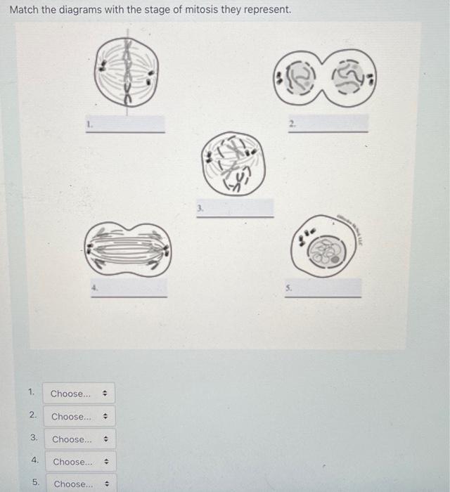 Solved Match the diagrams with the stage of mitosis they | Chegg.com