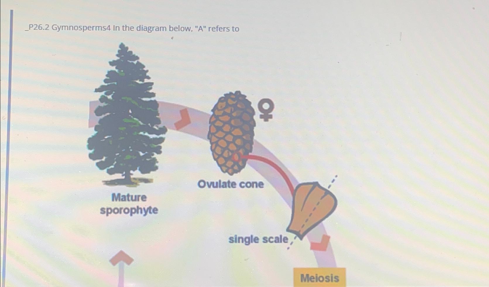 Solved In the diagram below, "A" ﻿refers toOvulate | Chegg.com