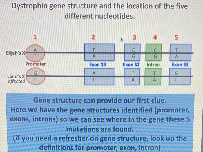 Solved Dystrophin gene structure and the location of the | Chegg.com