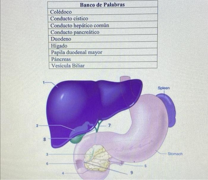 Solved Banco de Palabras Colédoco Conducto cístico Conducto | Chegg.com