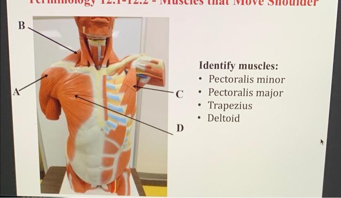 Solved Identify muscles: - Pectoralis minor - Pectoralis | Chegg.com