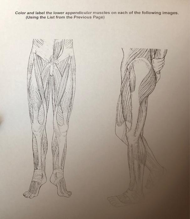 Solved Color and label the lower appendicular muscles on | Chegg.com