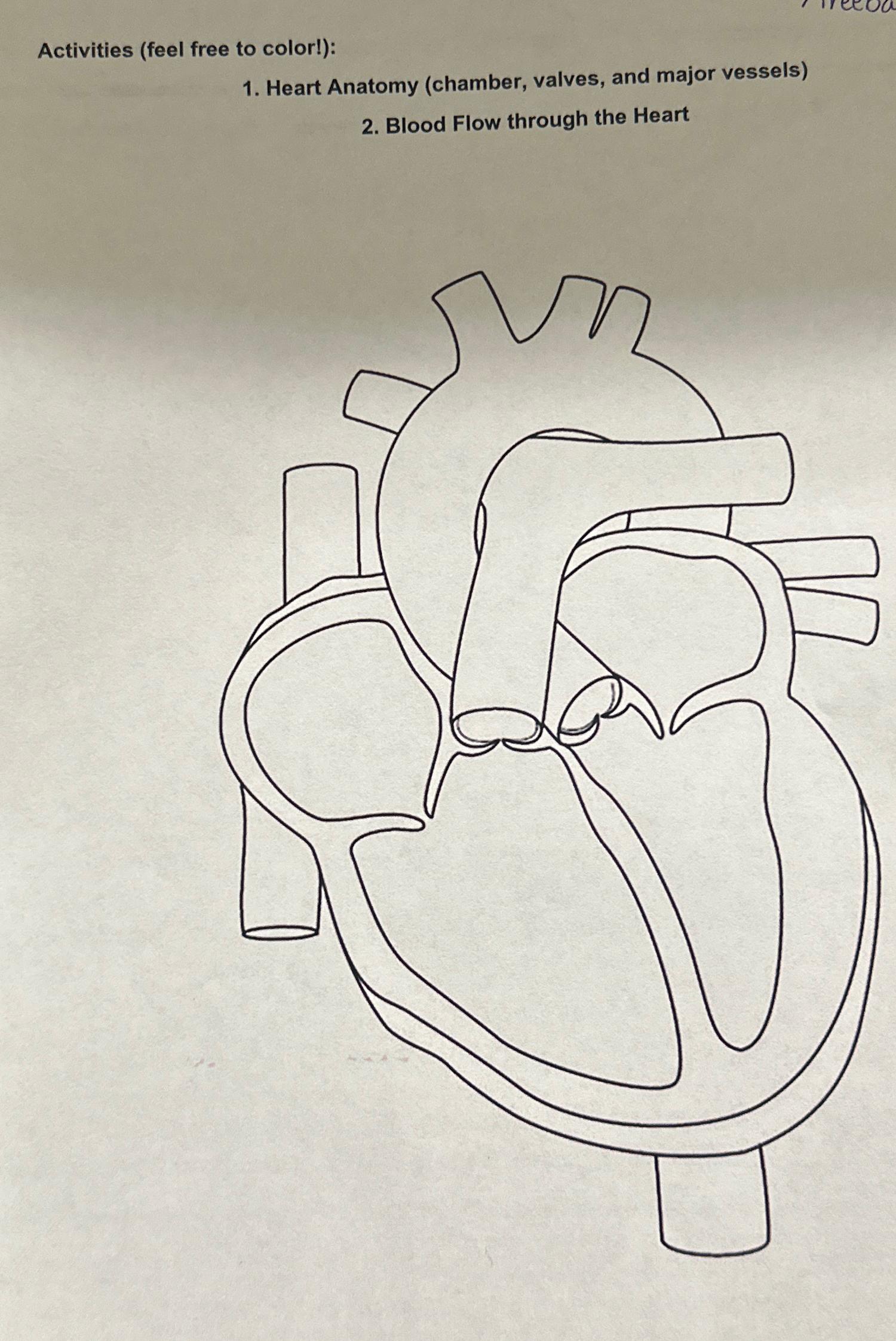 Solved Activities (feel free to color!):Heart Anatomy | Chegg.com