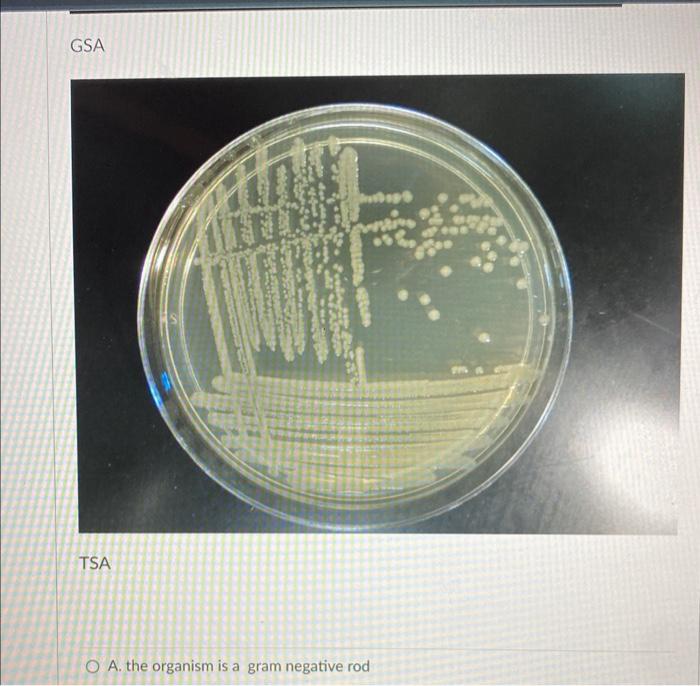 Solved An unknown organism was inoculated to this TSA plate | Chegg.com