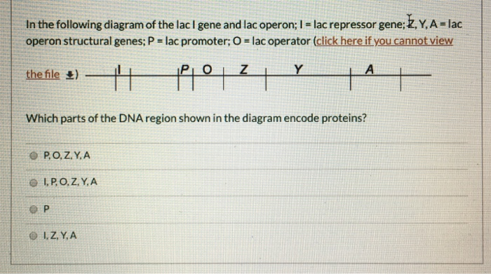 Solved In the following diagram of the lac | gene and lac | Chegg.com
