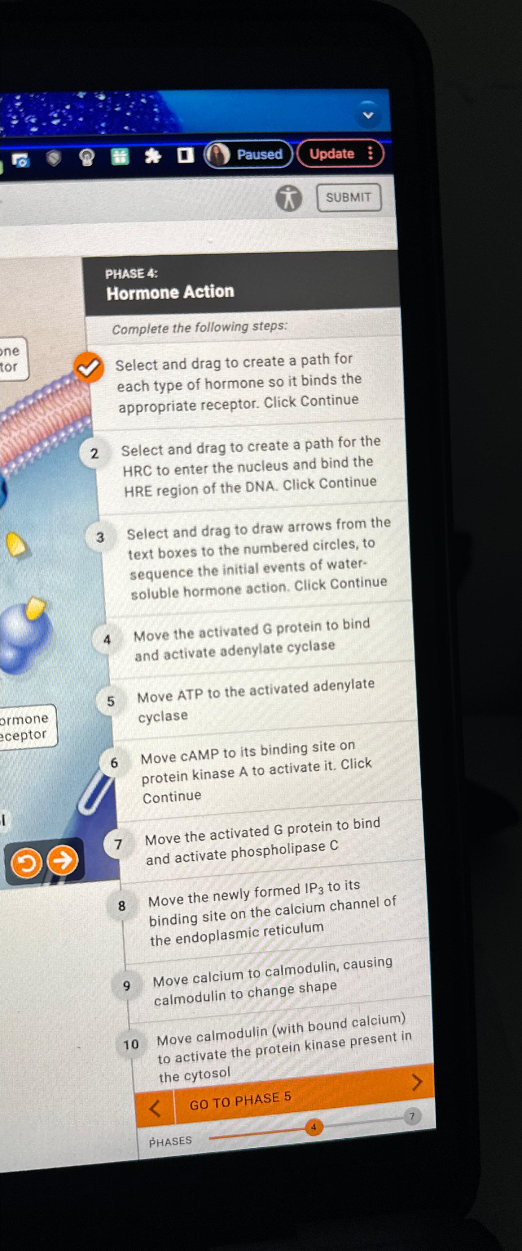 Solved PausedUpdateSUBMITPHASE 4:Hormone ActionComplete the | Chegg.com