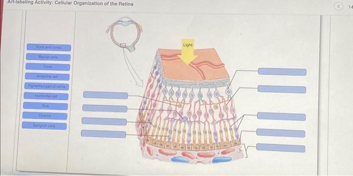Solved Art-labeling Activity: Cellular Organization of the | Chegg.com