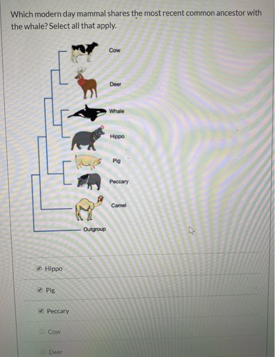 Solved Which pairs are the most closely related? Select all | Chegg.com