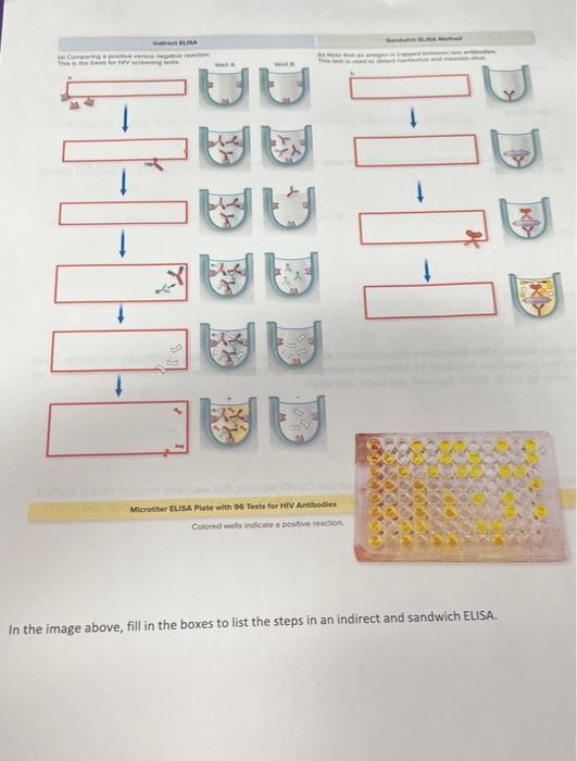 Solved In the image above, fill in the boxes to list the | Chegg.com