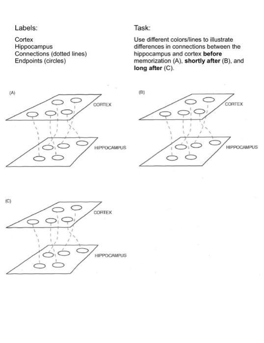Solved Labels: Cortex Hippocampus Connections (dotted lines) | Chegg.com