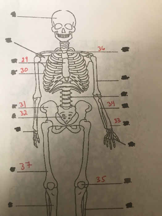 Solved 36 29 30 34 32 33 37 35 a | Chegg.com