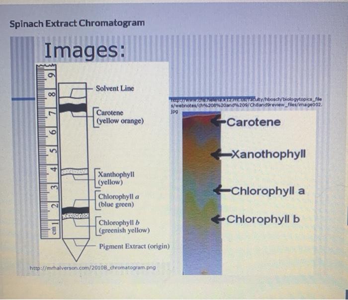 Solved Pigment Structures 10 1 point Compare the structures | Chegg.com
