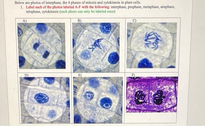 Solved Below are photos of interphase, the 4 phases of | Chegg.com