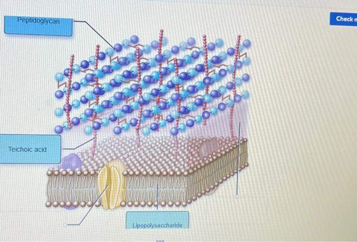 Solved Please label the figure of a bacterial cell wall. | Chegg.com