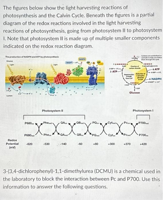 Solved The figures below show the light harvesting reactions | Chegg.com