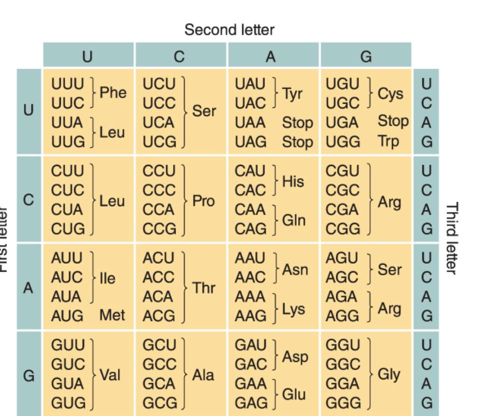 Solved You have sequenced a piece of DNA and you know that | Chegg.com