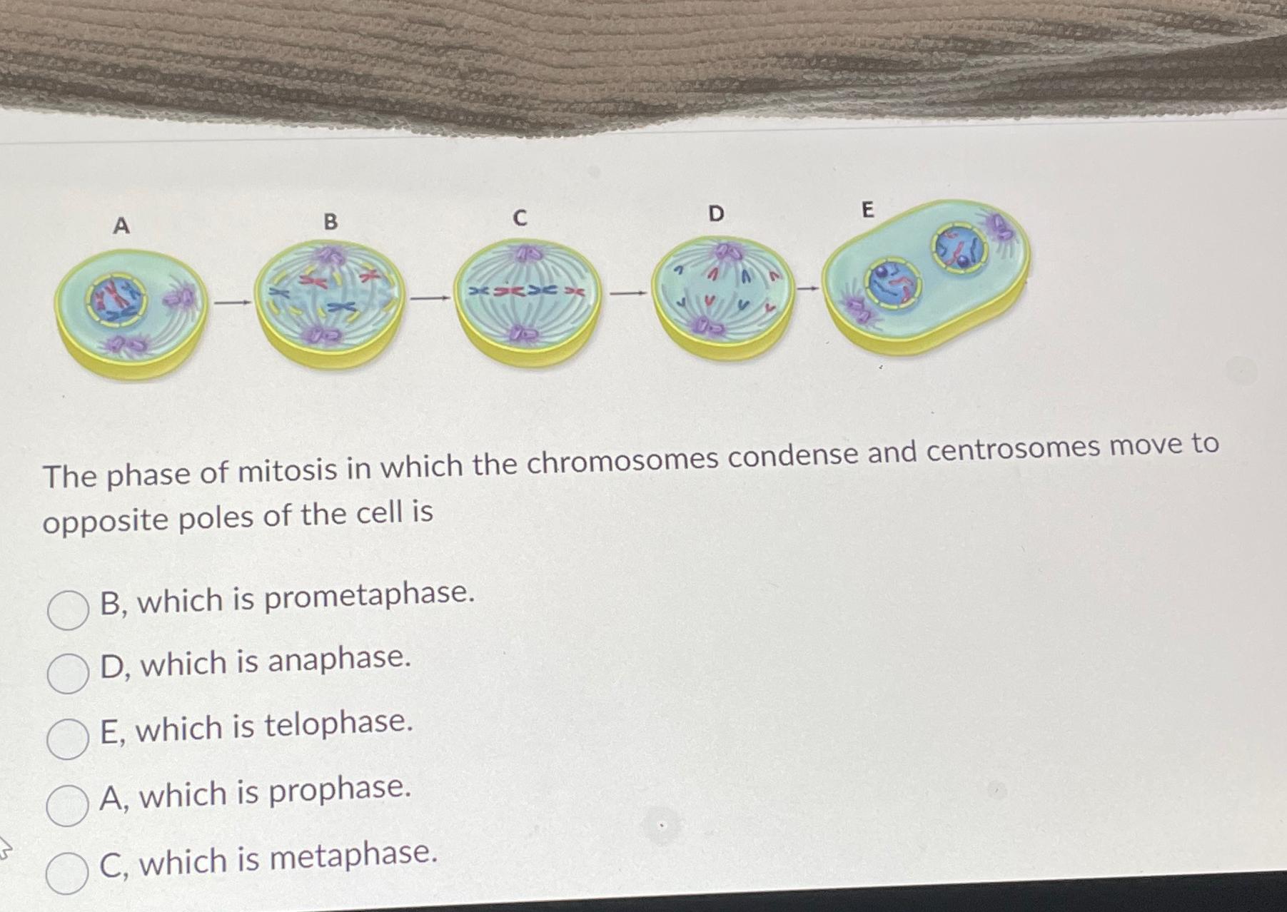 Solved The phase of mitosis in which the chromosomes | Chegg.com