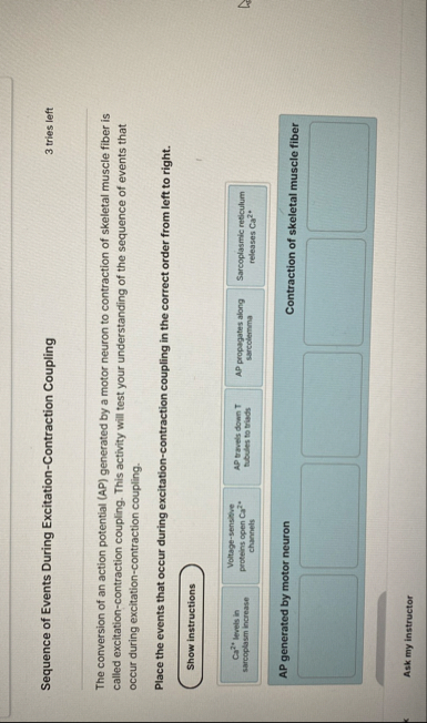 Solved Sequence of Events During Excitation-Contraction | Chegg.com