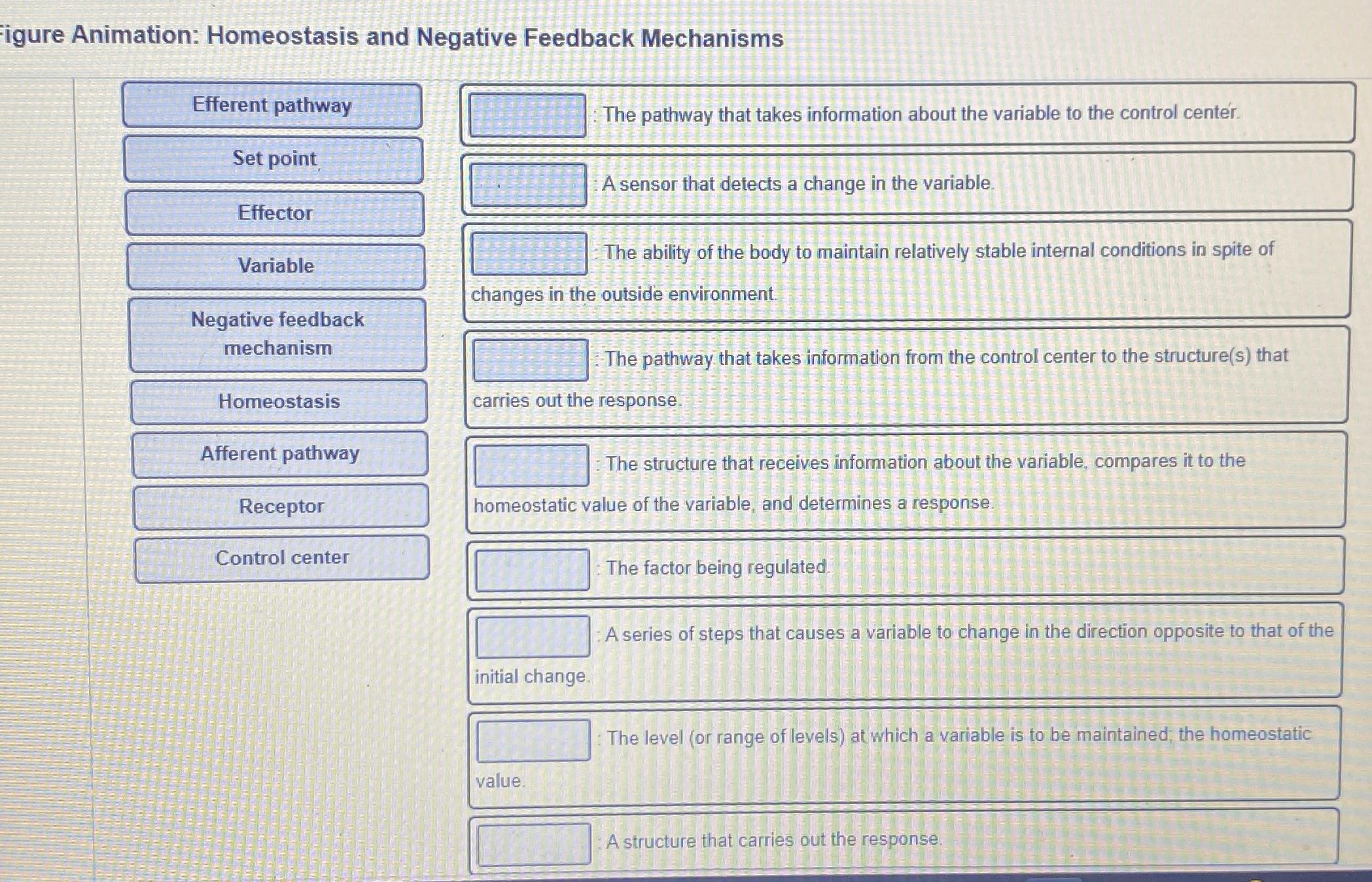 Solved igure Animation: Homeostasis and Negative Feedback | Chegg.com