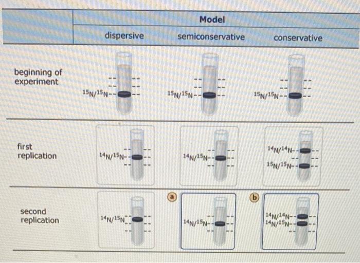 Solved Model dispersive semiconservative conservative | Chegg.com