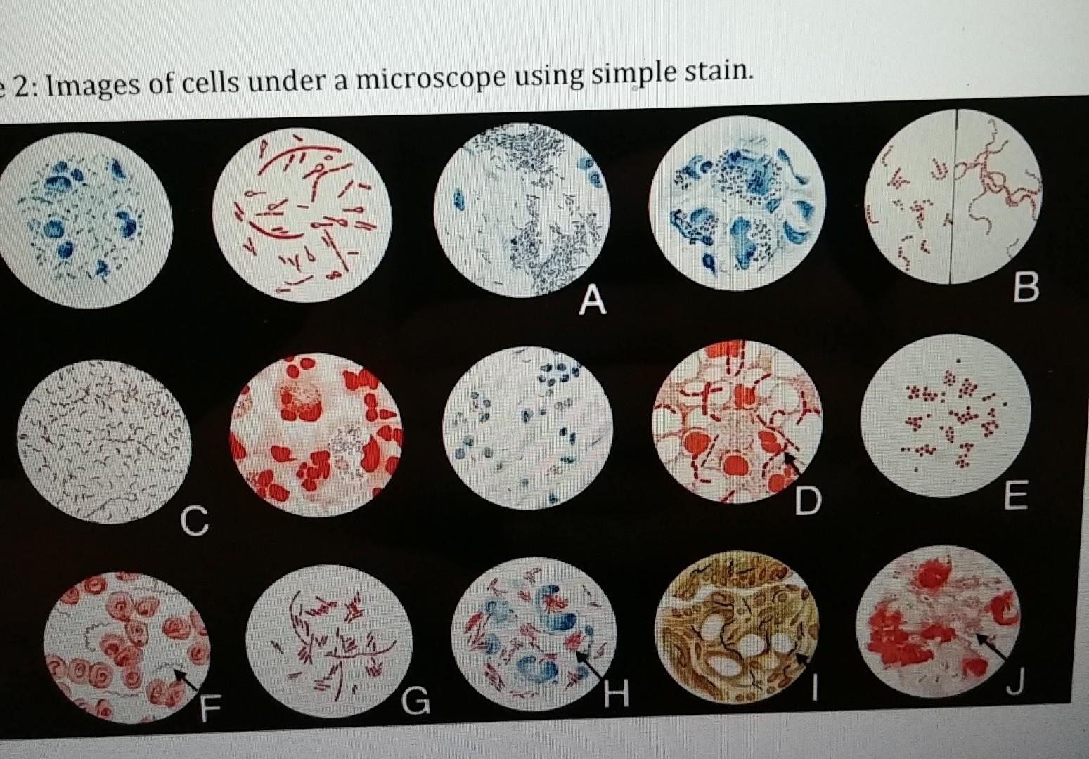 Solved e 2: Images of cells under a microscope using simple | Chegg.com